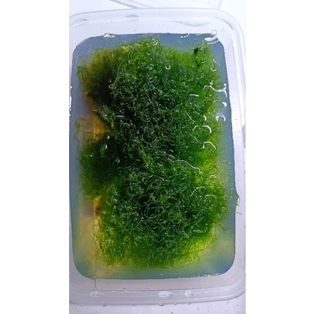CHAETO MACRO ALGAE FOR REFUGIUM (SALTWATER TANK) | Shopee Philippines