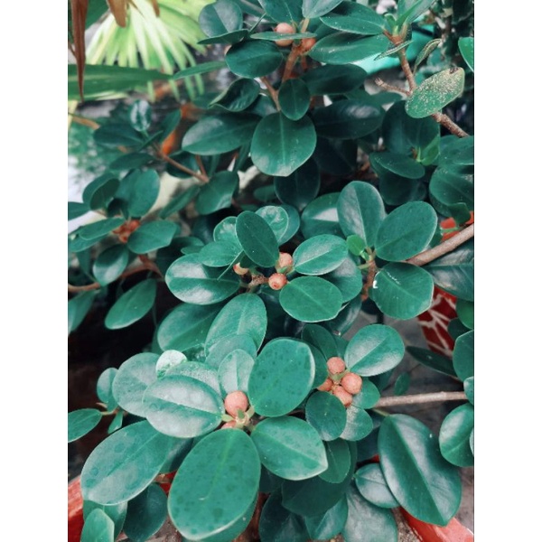 GREEN ISLAND FICUS NANA || MICROCARPA - 2025 LUCKY CHARM | Shopee ...
