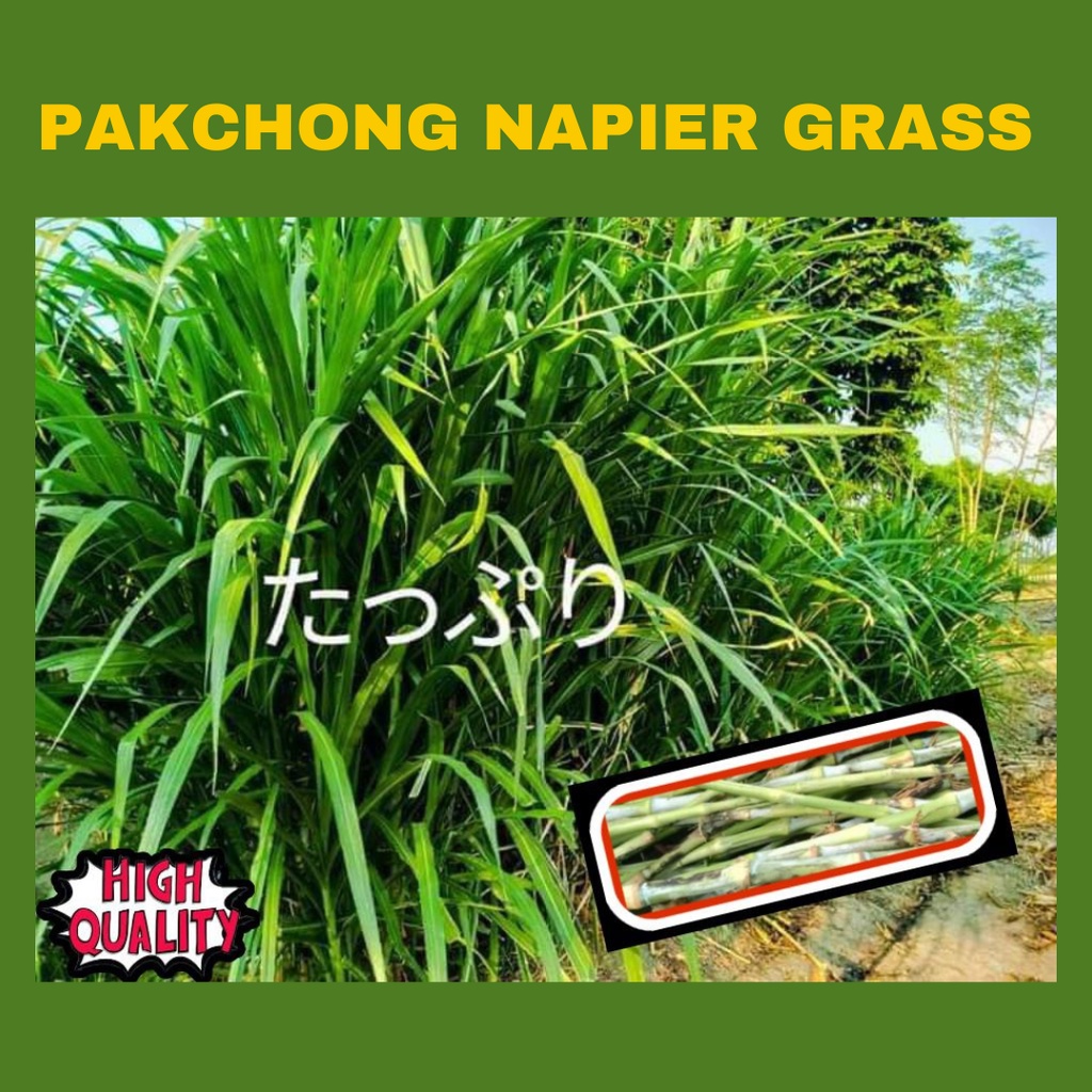20pcs+ Pakchong Super Napier Grass Cuttings [] HIGH QUALITY PLANTING ...