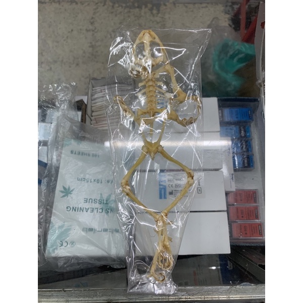 Project Skeleton frog original bone | Shopee Philippines