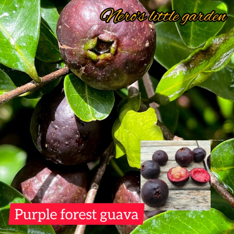 NLG0000144 nero's little garden. purple forest guava | Shopee Philippines