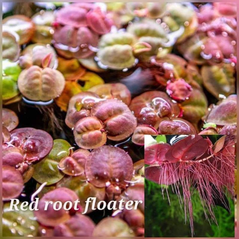 Red root floater (floating plants) | Shopee Philippines