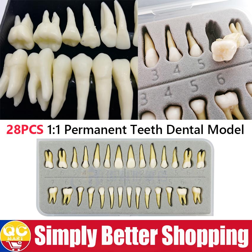 Dentist Practice Teeth Model Dental Implant Dental Demonstration ...