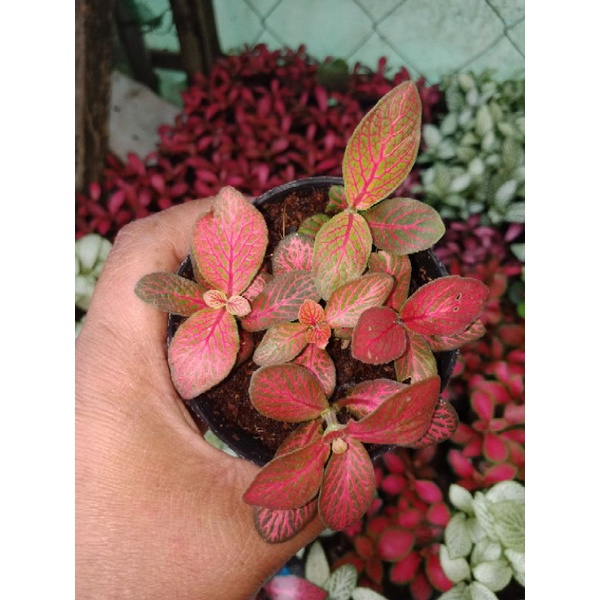 fittonia/nerveplant varieties | Shopee Philippines