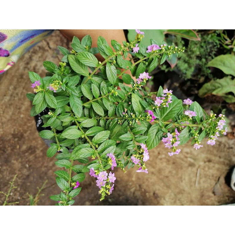 Live Real Indoor and Outdoor Cuphea Lavander Flower in seed ling bag ...