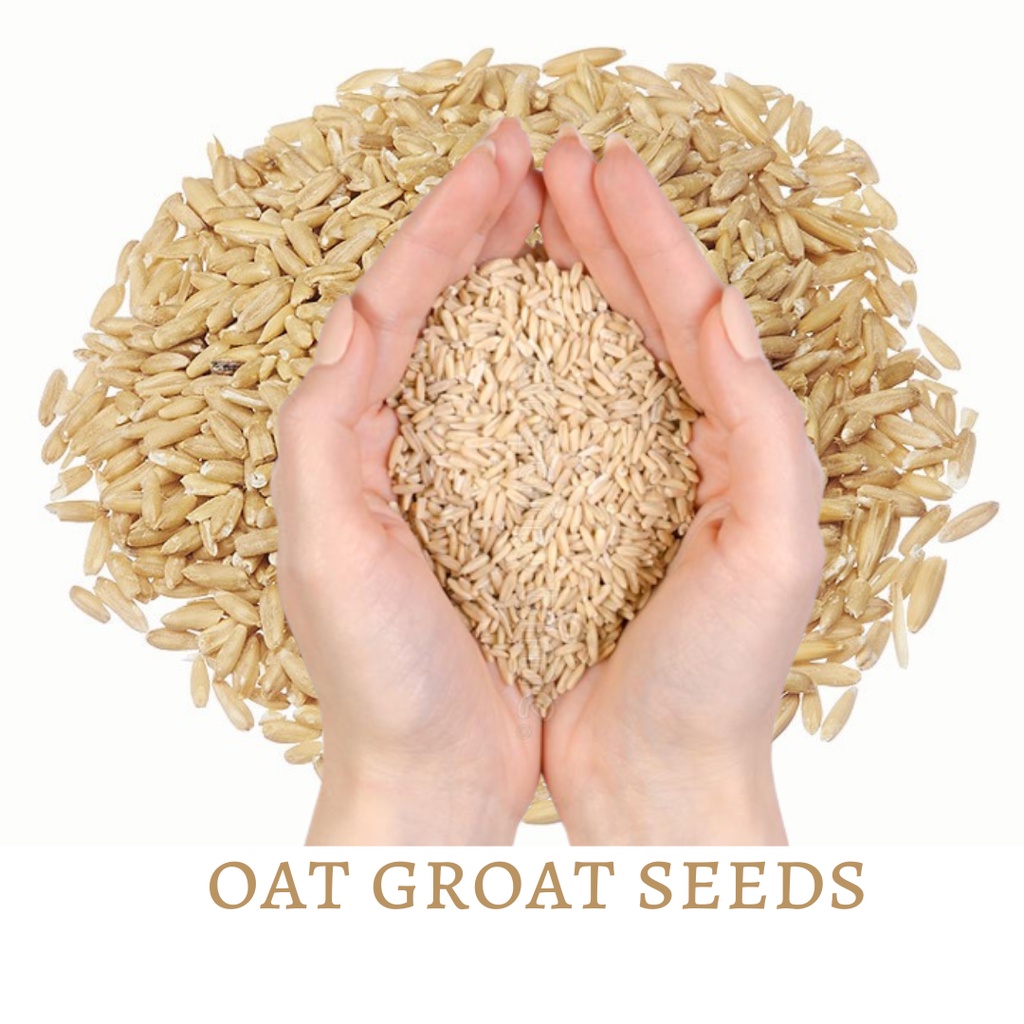 Oatgroat Seed Birdseed 1 kilo Repacked for Finches Albs Budgies Parrot ...