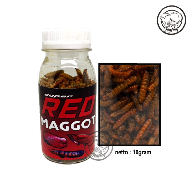Dry MAGGOT blue yellow red 10gr channa Feed Fish Feed | Shopee Philippines