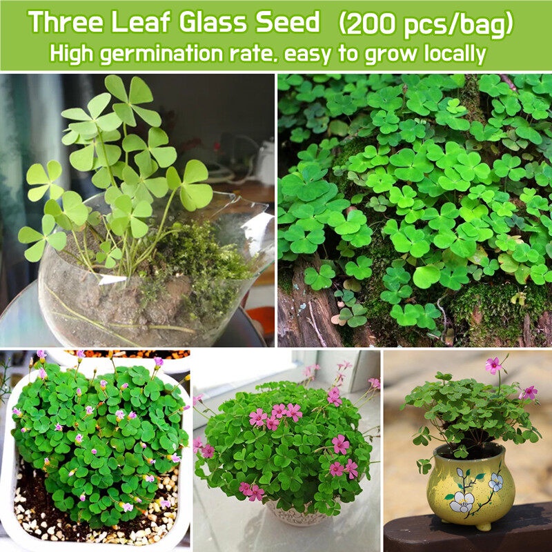 200 Seeds/pack Three Leaf Glass Flower Seeds Bonsai Seeds for Planting ...