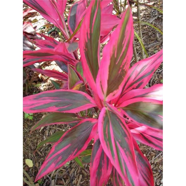 RARE DWARF PINK TI PLANT with free pot | Shopee Philippines