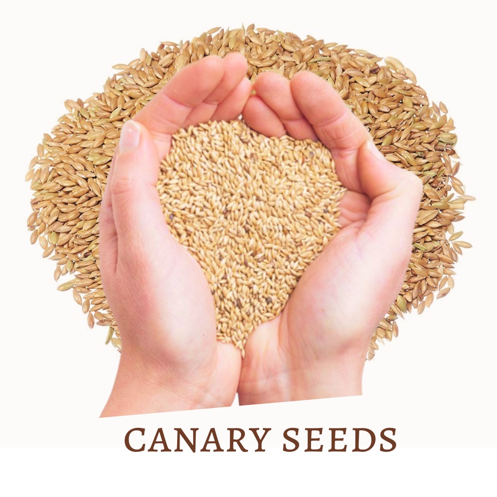 Canary seed Birdseed 1 kilo Repacked for Finches Albs Budgies Parrot ...