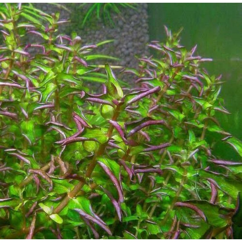 Rotala Macrandra Mini "Type 2" (15pcs+) | Shopee Philippines