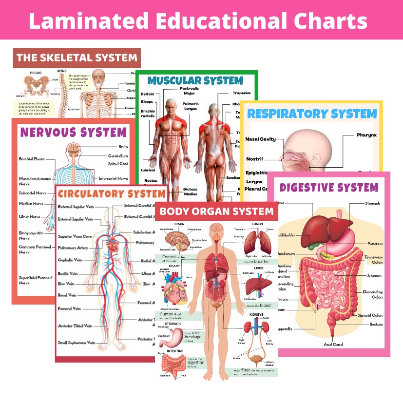 Laminated Charts, Nervous System, Respiratory System, Muscular System ...
