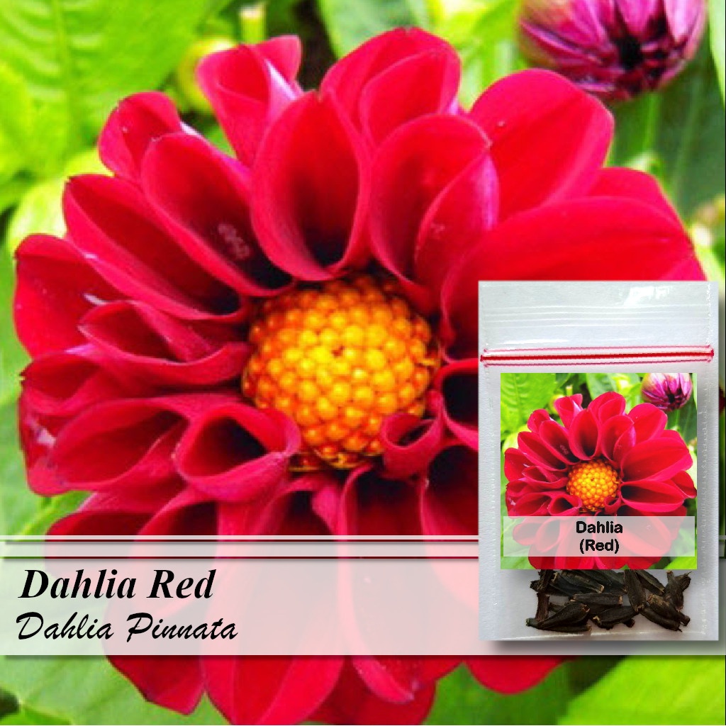 Dahlia Red Flower 20 Seeds (Dahlia Pinnata) | Shopee Philippines