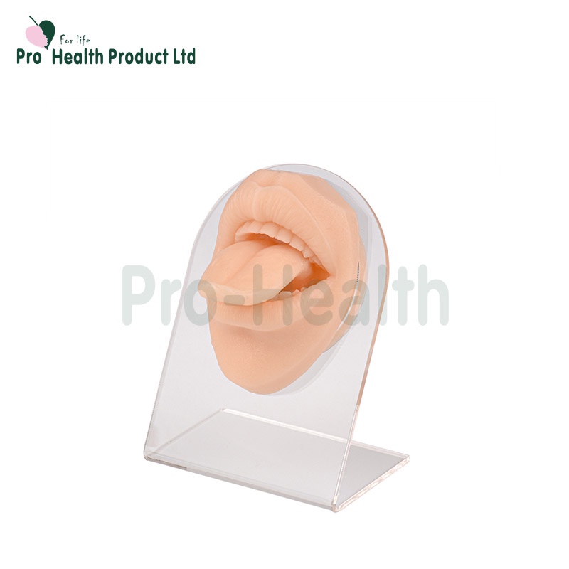 Silicone Tongue & Mouth Piercing Practice Model with Stand, Jelwery ...