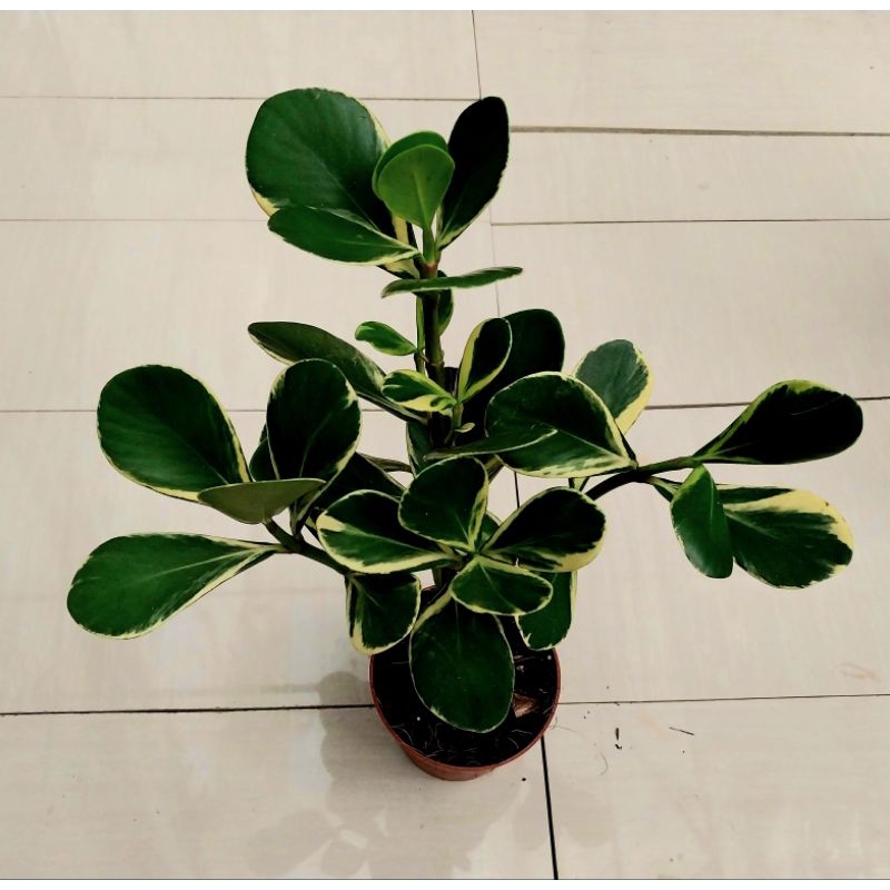 Clusia rosea variegata ( Autograph Tree ) | Shopee Philippines