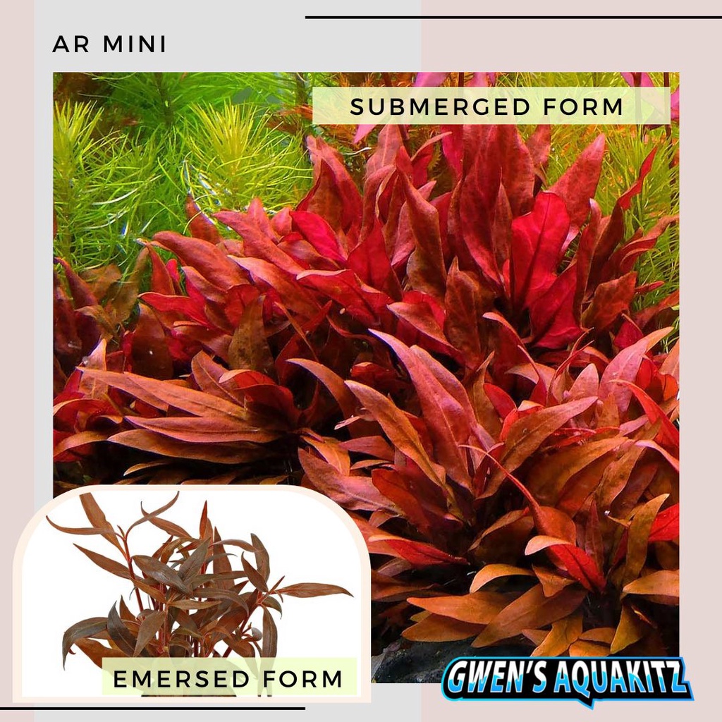 RARE AQUATIC PLANTS - sold per 5 stems [AR, Limnophila, Staurogyne ...