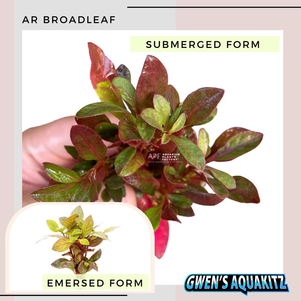 RARE AQUATIC PLANTS - sold per 5 stems [AR, Limnophila, Staurogyne ...