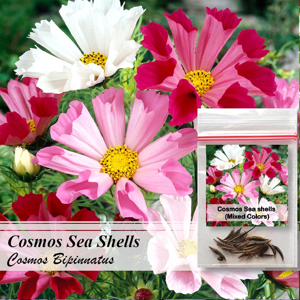 Cosmos Sea Shells Flower 20 Seeds (Cosmos Bipinnatus) - Mixed Colors ...