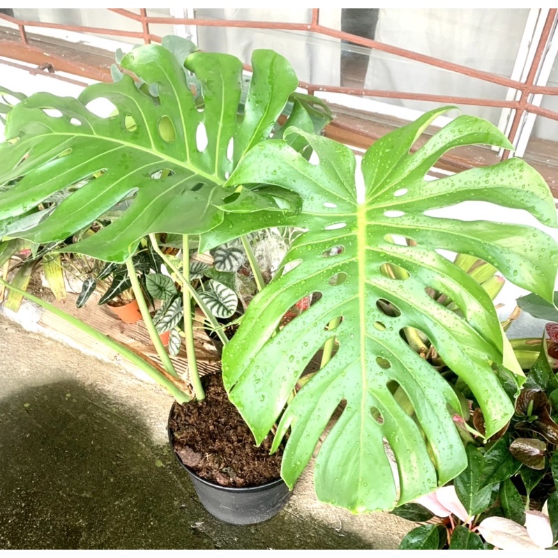 Monstera Deliciosa EXTRA LARGE | Shopee Philippines