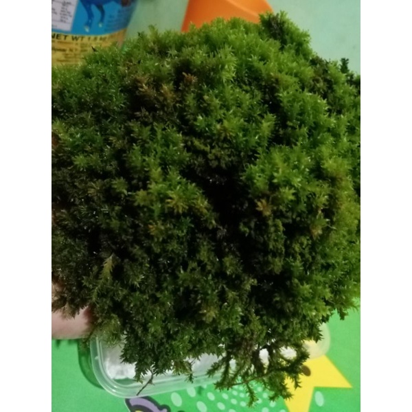 Cat's Tail Moss(terrestrial moss) | Shopee Philippines