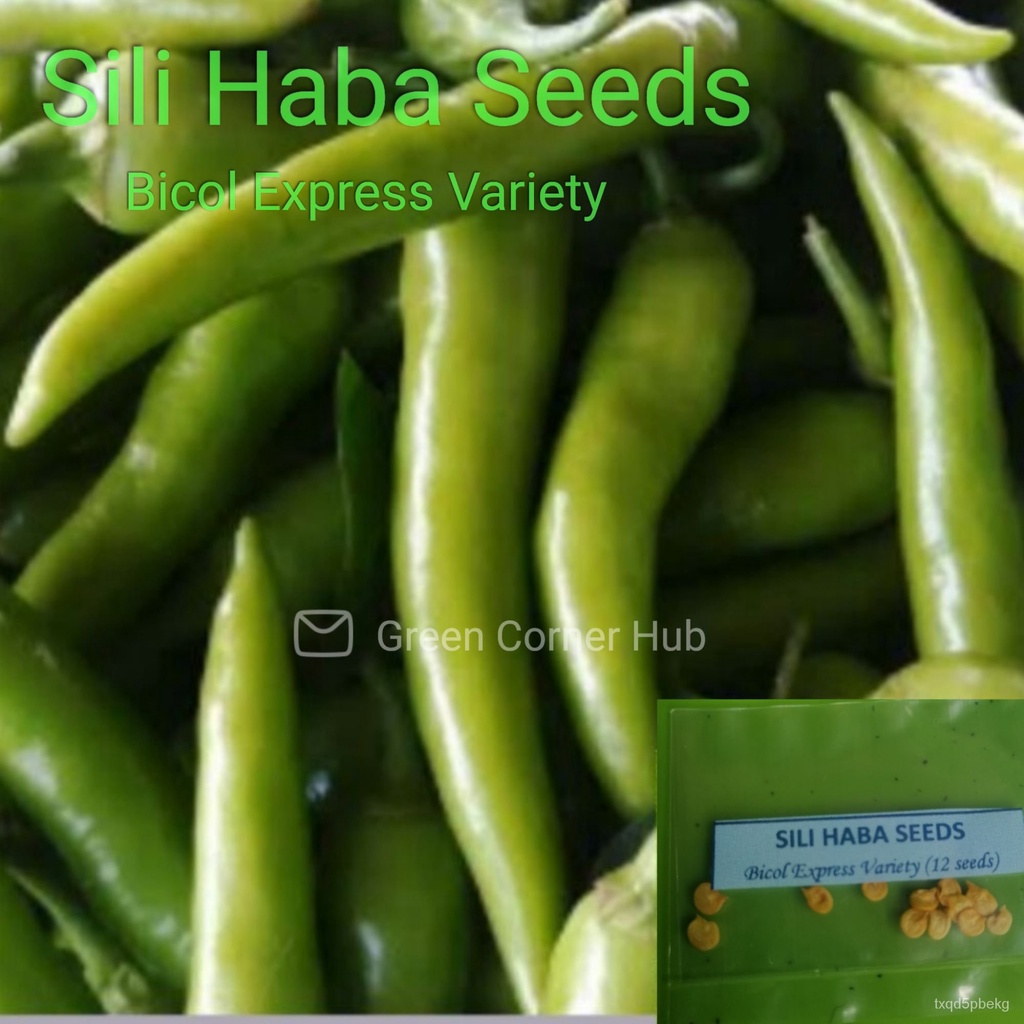 จุดประเทศไทย Sili Haba Seeds (Bicol Express Variety)เมล็ดอวบอ้วน 100% ...