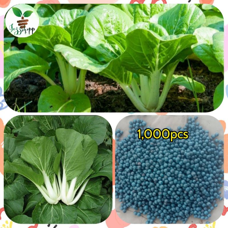 Pechay Seeds For planting approx 1000 seeds Certified Seeds | Shopee ...