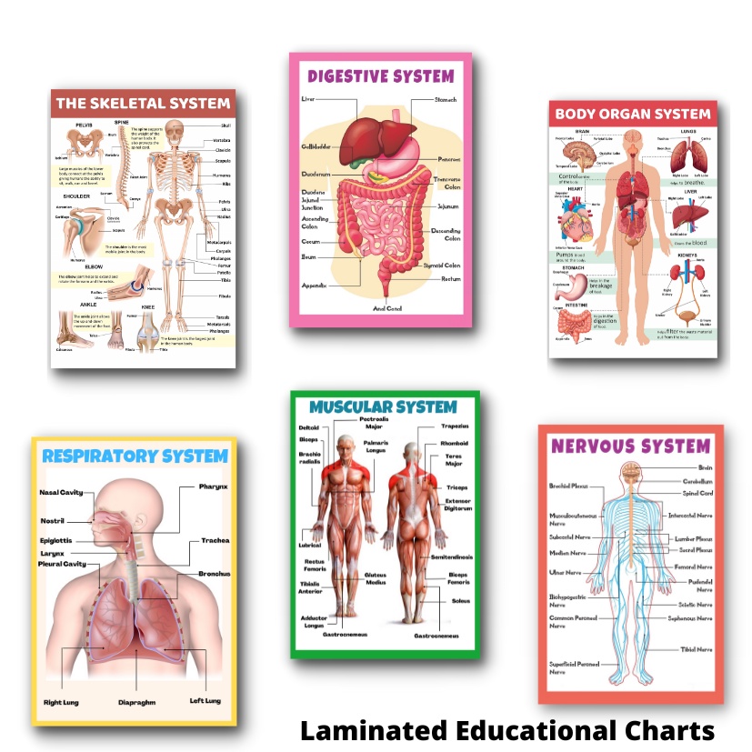 Laminated Charts, Nervous System, Respiratory System, Muscular System ...