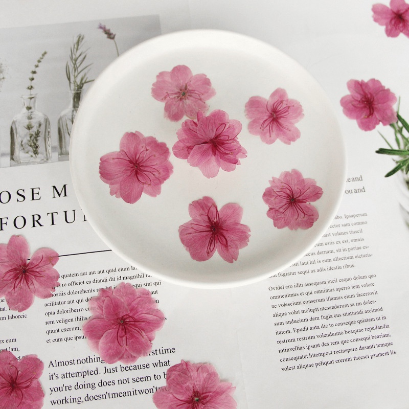 12pcs Pink Pressed Flower for Resin Small Plum Blossom Narcissus, Dried ...