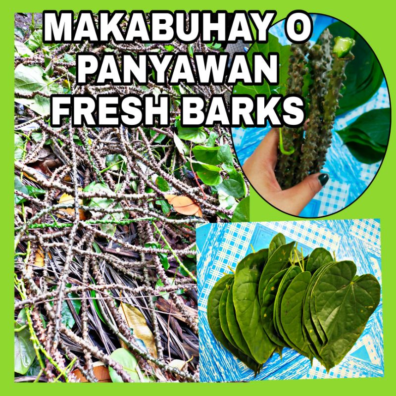 MAKABUHAY O PANYAWAN FRESH BARKS (200 GRAMS) | Shopee Philippines