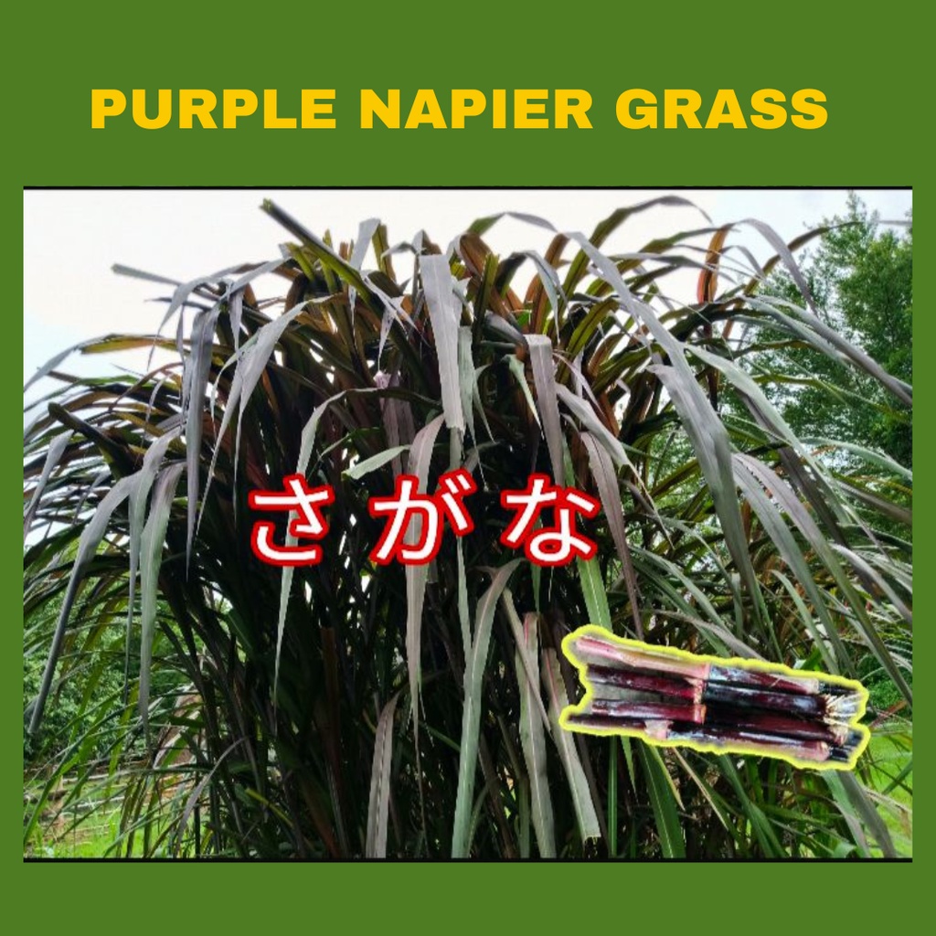 20pcs+ Purple Napier Grass Cuttings | Shopee Philippines