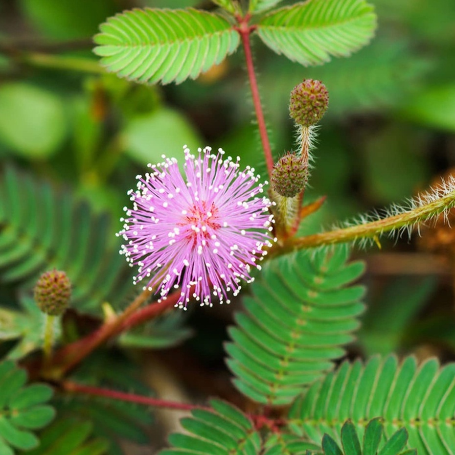 M&A PHC (30 seeds) Mimosa Pudica Makahiya Flower Plant Seeds/Shy ...