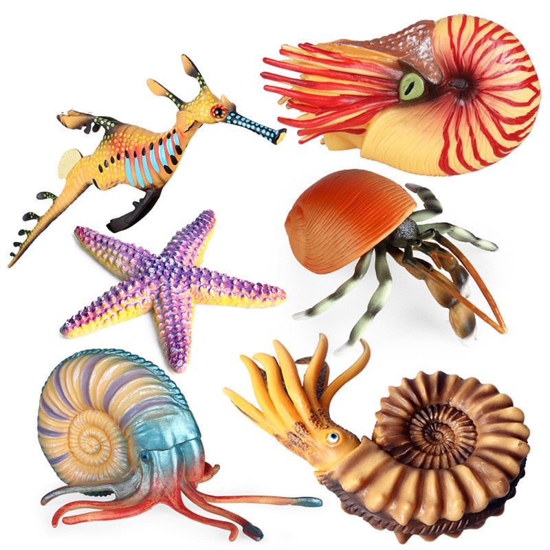 Ocean Marine Animals Hermit Crab Starfish Jellyfish Nautiloidea Action ...