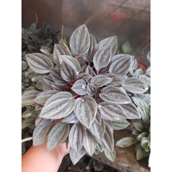 silver peperomia | Shopee Philippines