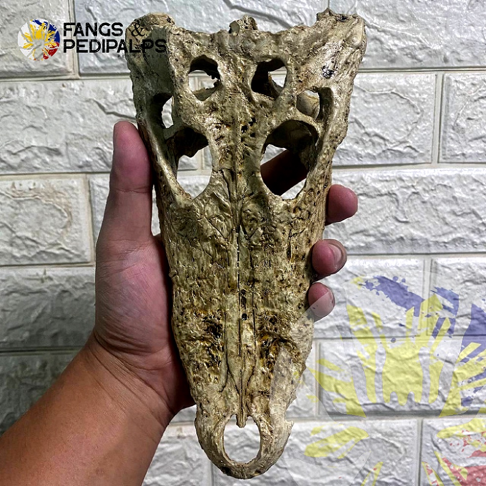 Skull Resin Hide | Aquarium Decoration | Tarantula & Scorpion Enclosure ...