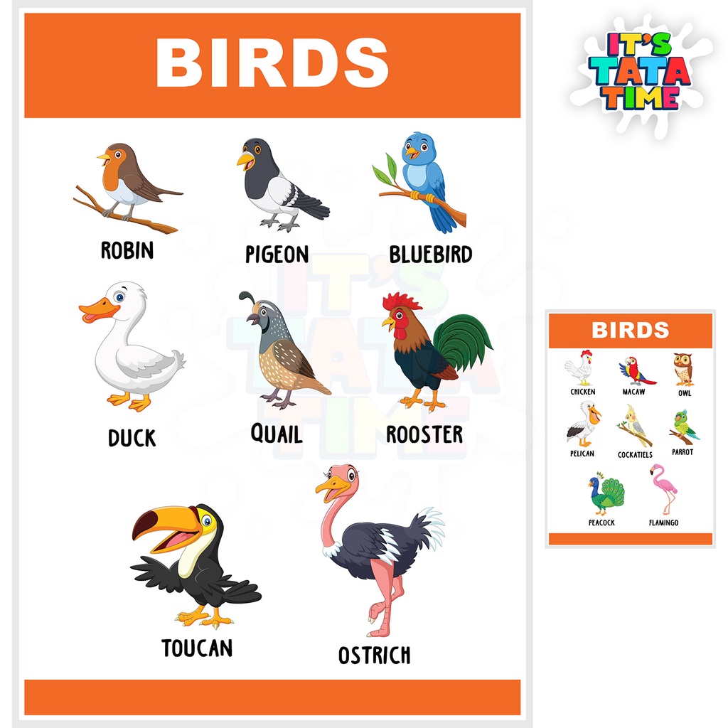 Birds Educational Chart for Children - A4 Laminated Glossy | Shopee ...