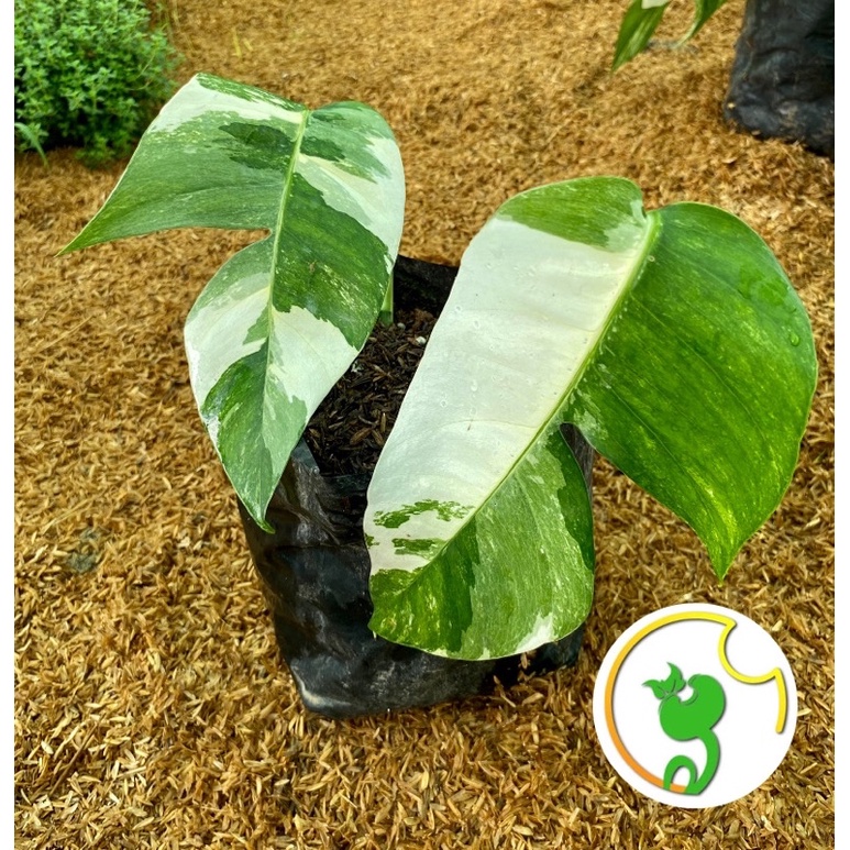 Epipremnum Pinnatum Albo (ESTABLISHED) | Shopee Philippines