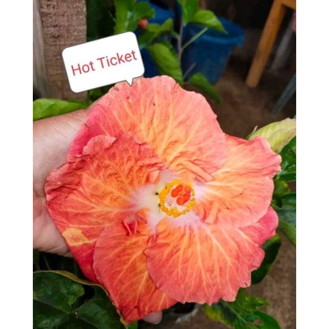 GUMAMELLA/HIBISCUS COLLECTION | Shopee Philippines