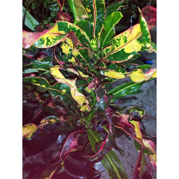 Croton Assorted Color (FOR SURE BUYERS ONLY) | Shopee Philippines