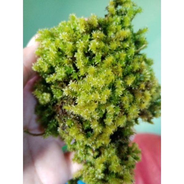 Cat's Tail Moss(terrestrial moss) | Shopee Philippines