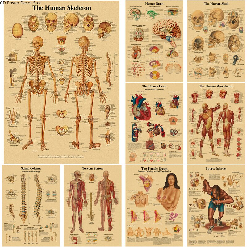 The Body Structure Retro Poster Anatomy and Physiology Kraft Paper ...