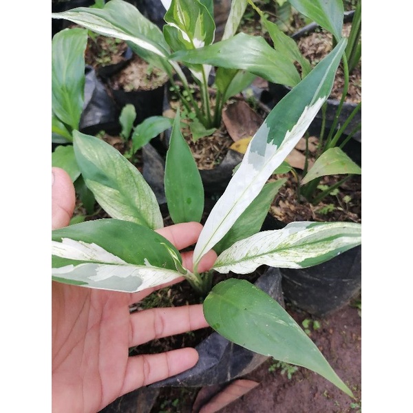 Khingpaul12 Seeds repack Variegated Peace Lily Live Real Indoor and ...