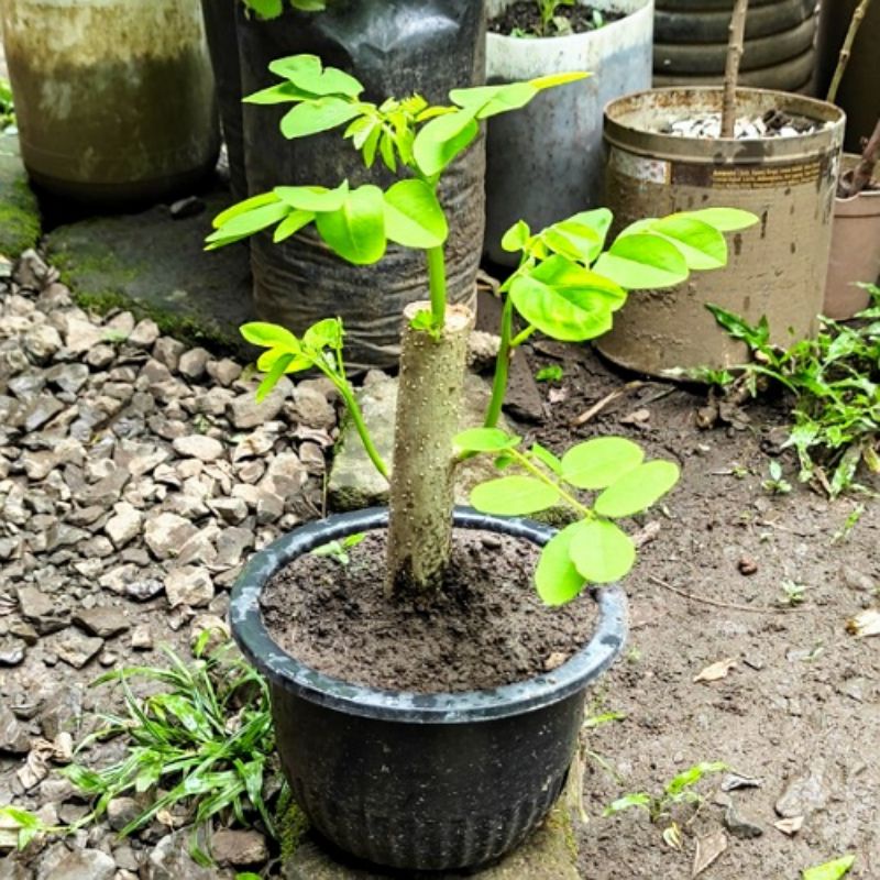 Madre Cacao Rooted Plant (100% BUHAY AT MAY UGAT NA) | Shopee Philippines