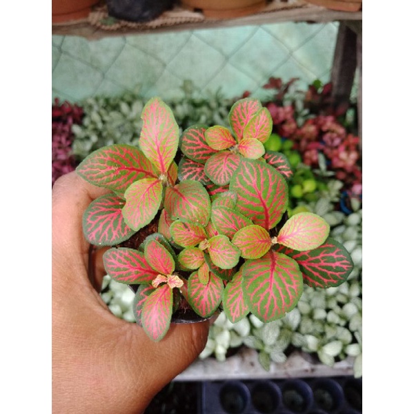 fittonia/nerveplant varieties | Shopee Philippines