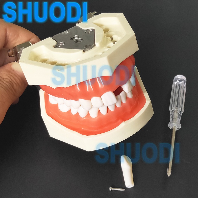 Dental model gum teeth Teaching Model Standard Dental Typodont Model ...