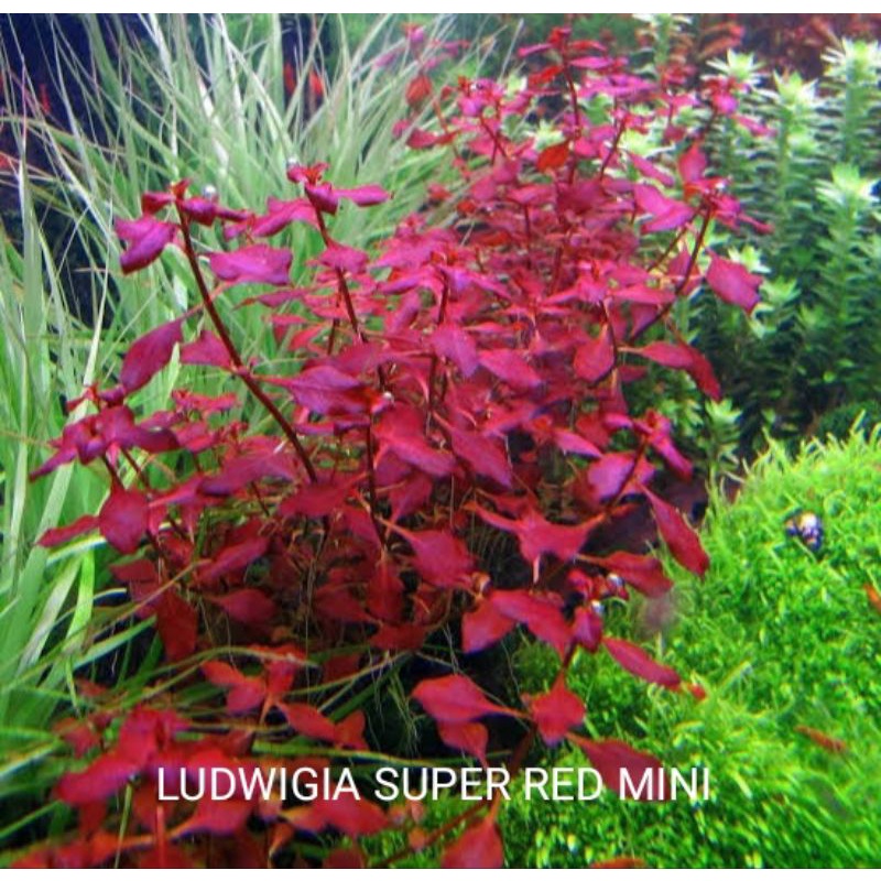 LUDWIGIA GROUP 1: LUDWIGIA ARCUATA, RED RUBIN, SUPER RED MINI, GREEN ...