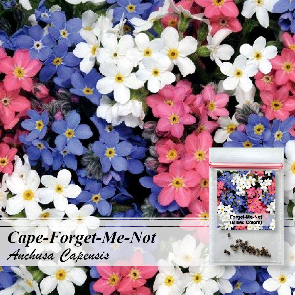 Cape-forget-me-not Flower 20 Seeds (Anchusa Capensis) - Mixed Colors ...