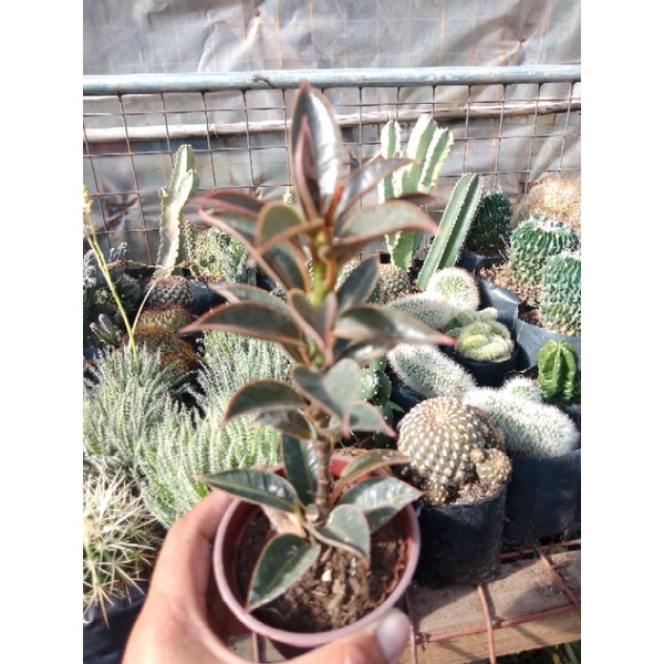 dwarf mini rubber tree/smallsize | Shopee Philippines