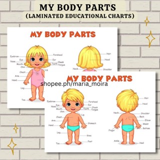 My Body Parts Charts | A4 Size, Laminated | Educational Wall Charts for ...