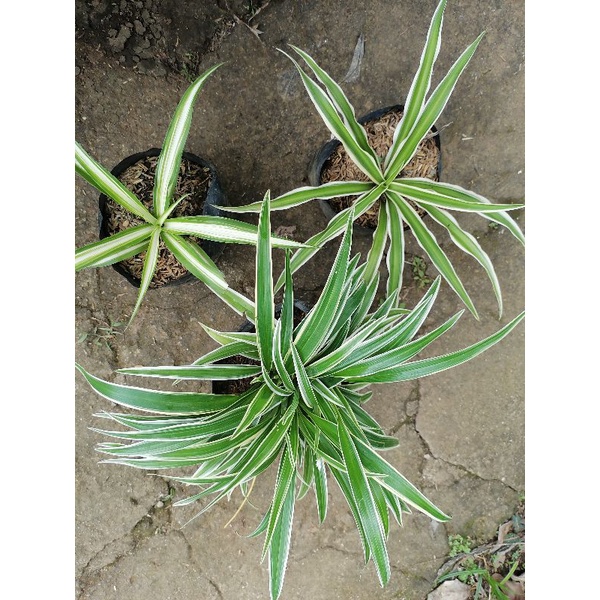 Herbs and Vegetable Seed ling repack Rooted Spider Varieties | Shopee ...