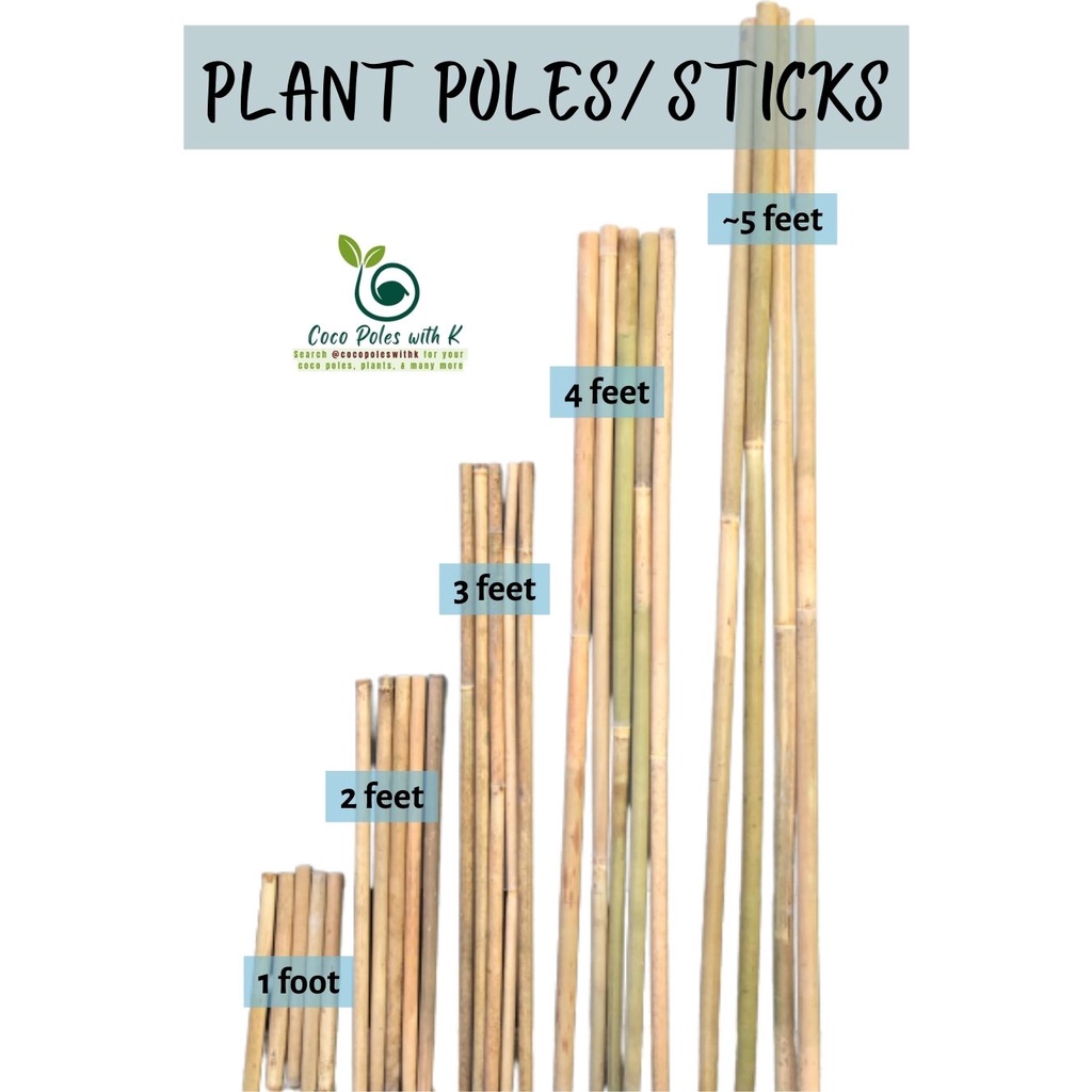 Bamboo Stick (5 PIECES) diameter, Bolo Sticks, Plant Support, Plant ...